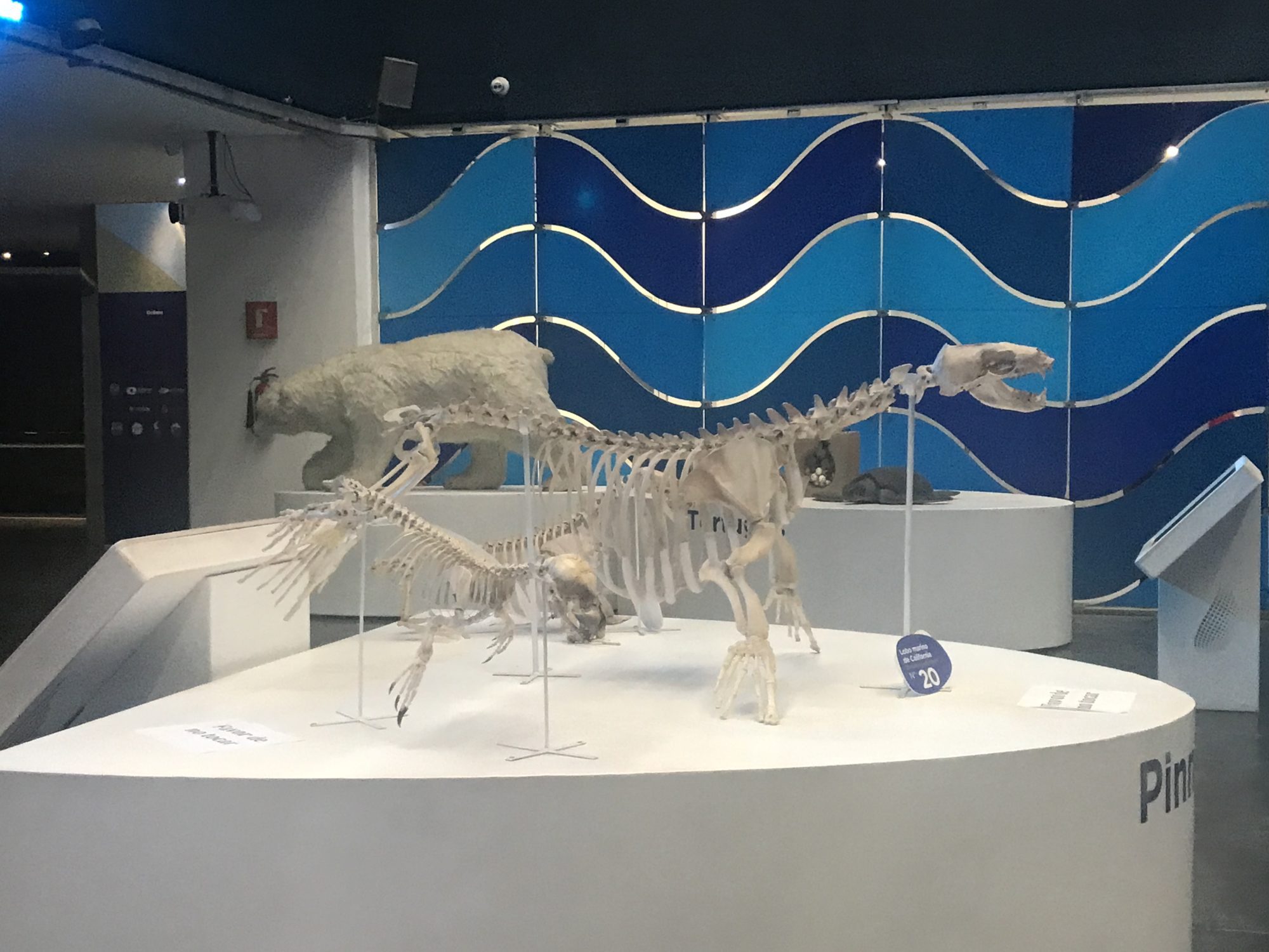 Cumple 30 años “Universum, Museo de las Ciencias” de la UNAM - 88.9 ...