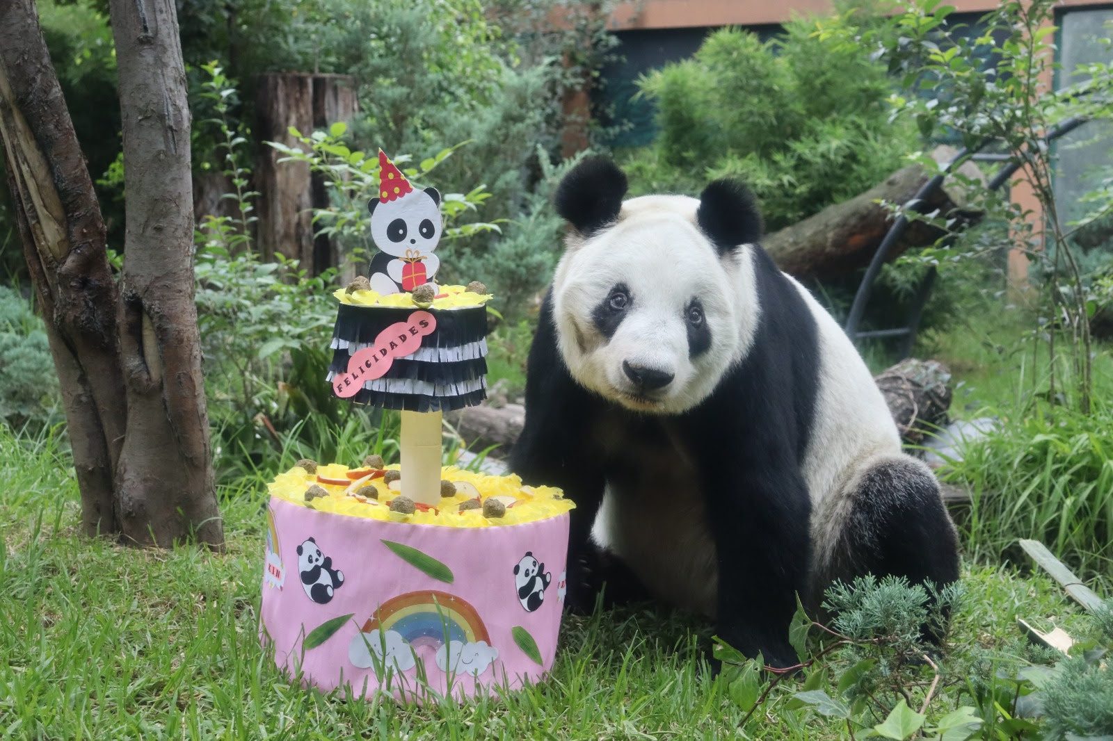 Celebra panda gigante, 34 años de vida - 88.9 Noticias