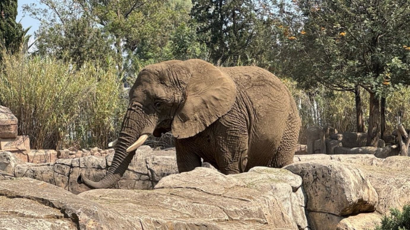 La SCJN confirmó que Ely, la elefanta africana vive en buenas ...