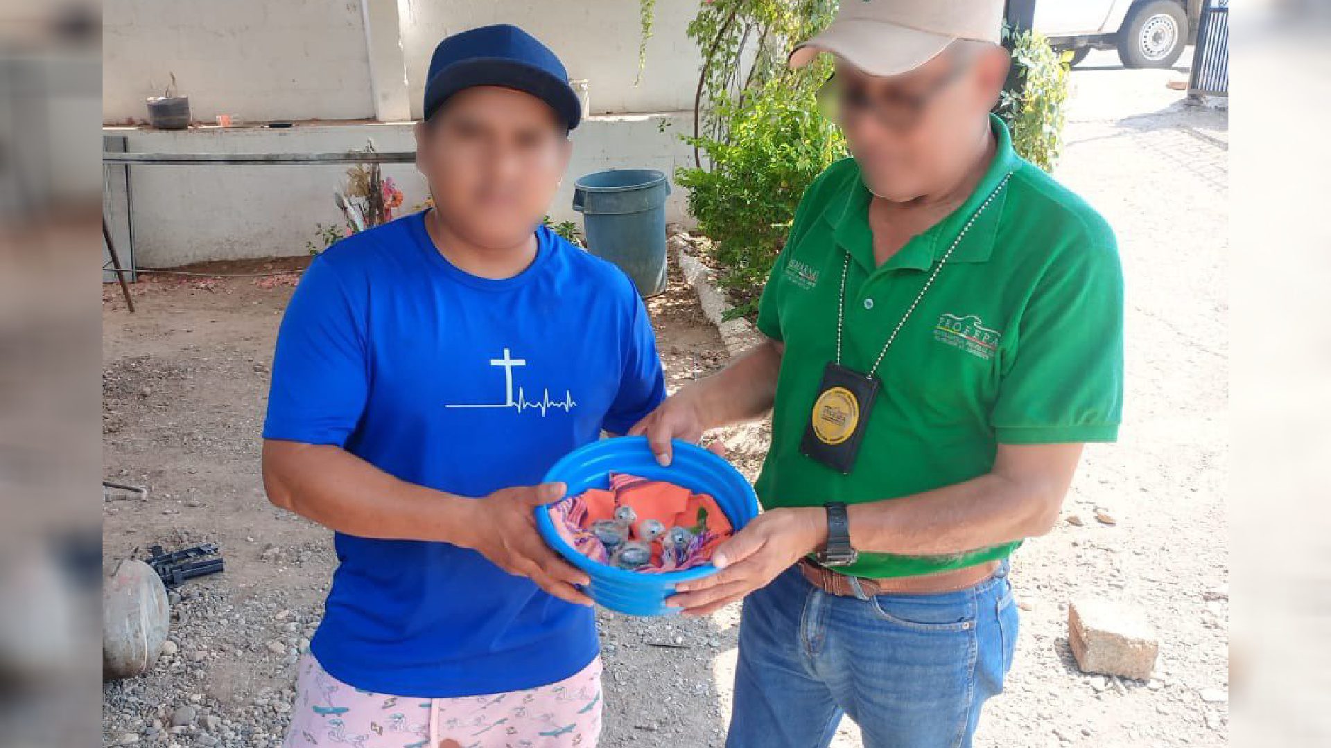 Profepa asegura polluelos de perico atolero que fueron extraídos por tiktoker en Guerrero - 88.9 ...