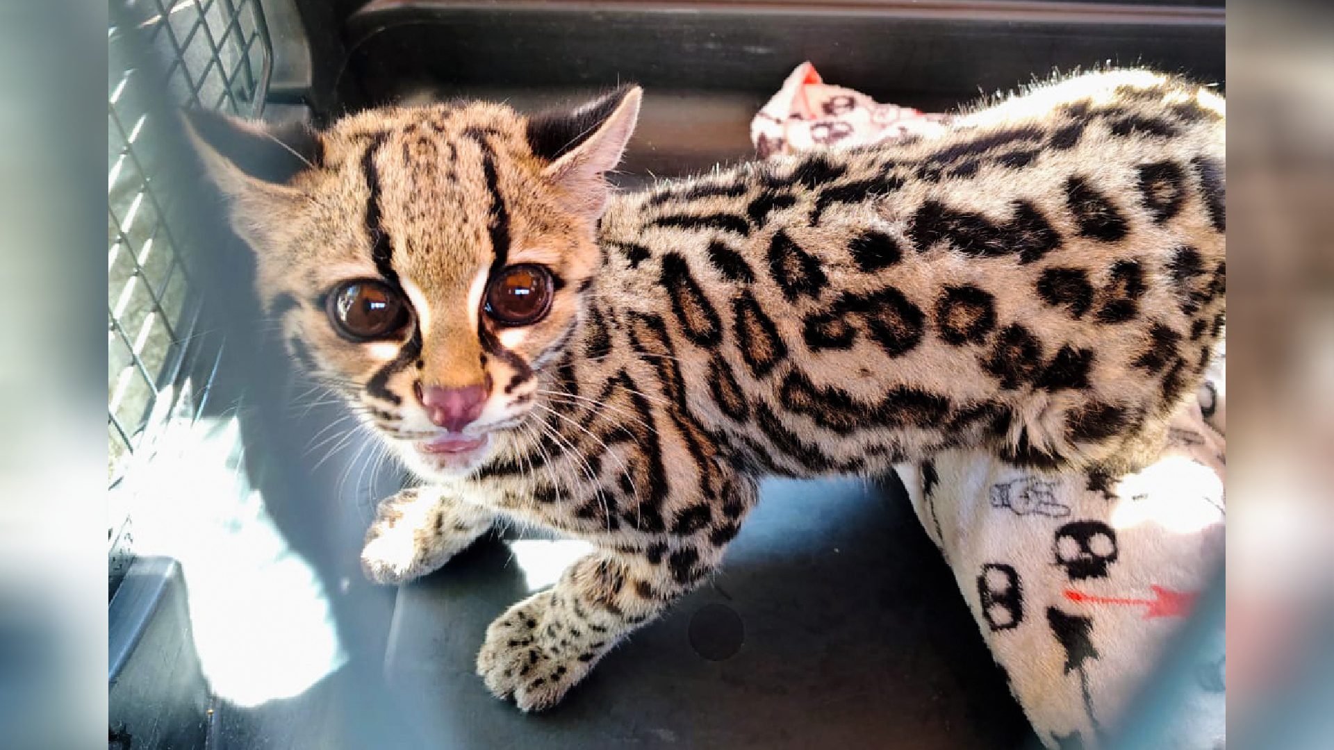 Rescatan a tigrillo deshidratado en domicilio de CDMX - 88.9 Noticias