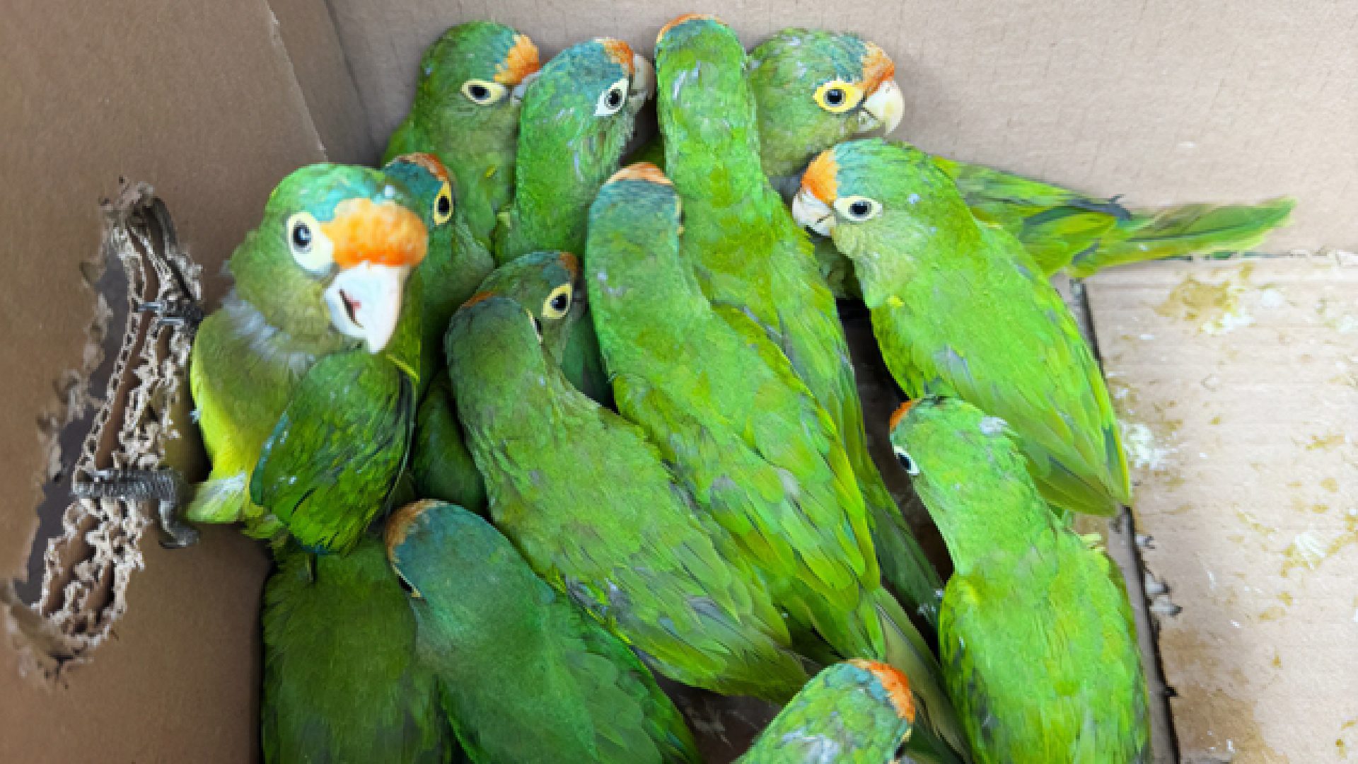 Profepa rescata 68 pericos y loros en Michoacán y Chiapas - 88.9 Noticias